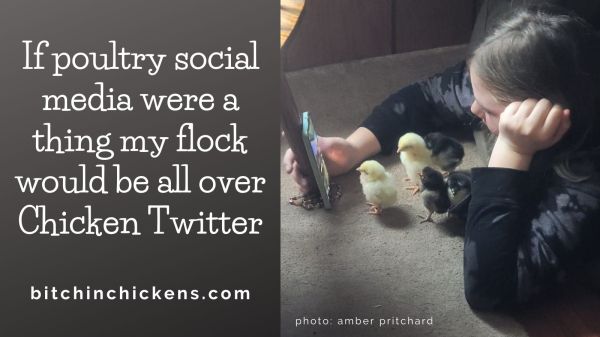 Bitchin’ Chickens Memes: 34 – Bitchin' Chickens