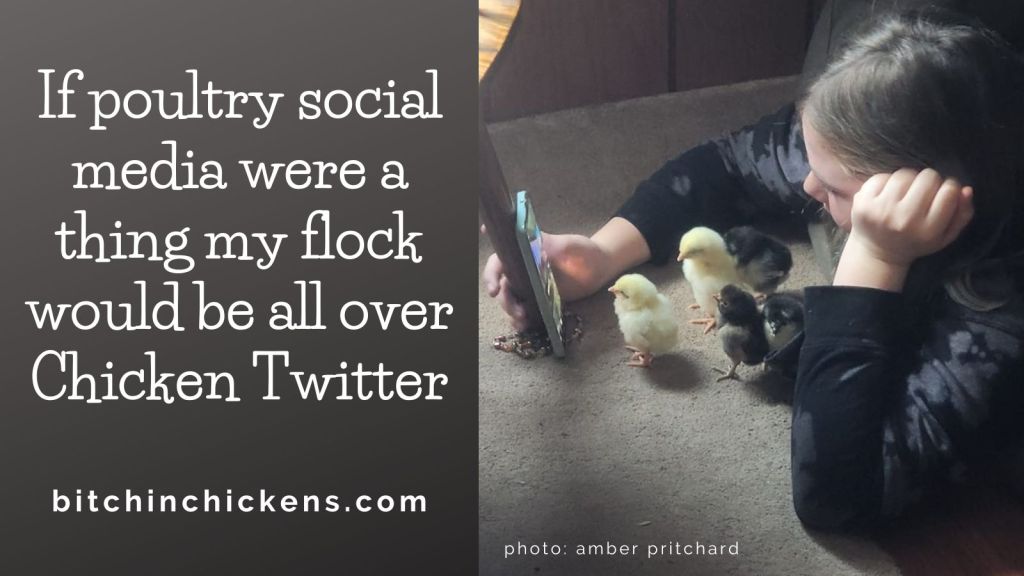 Bitchin’ Chickens Memes: 34 – Bitchin' Chickens