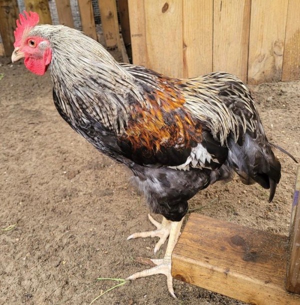 Avian Pathology Cases: 40 Skeletal Deformities In Chickens – Bitchin ...