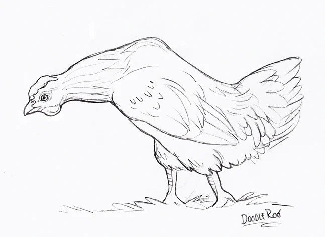 Avian Pathology Cases: 40 Skeletal Deformities In Chickens – Bitchin ...