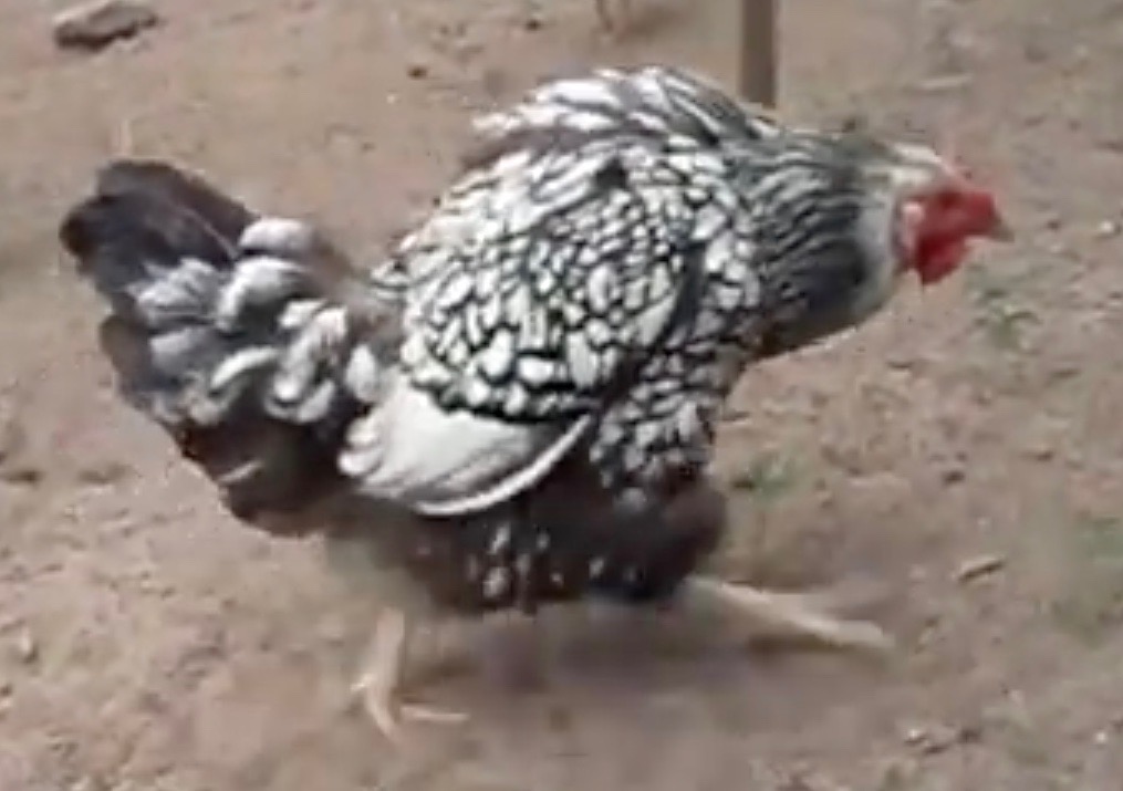 Avian Pathology Cases: 40 Skeletal Deformities In Chickens – Bitchin ...