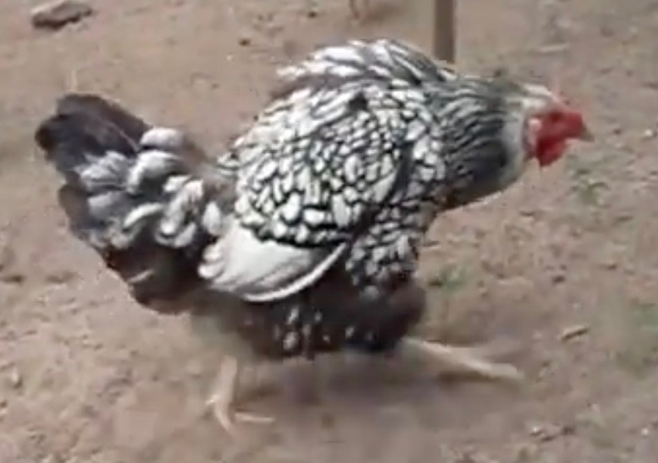 Avian Pathology Cases: 40 Skeletal Deformities In Chickens – Bitchin ...