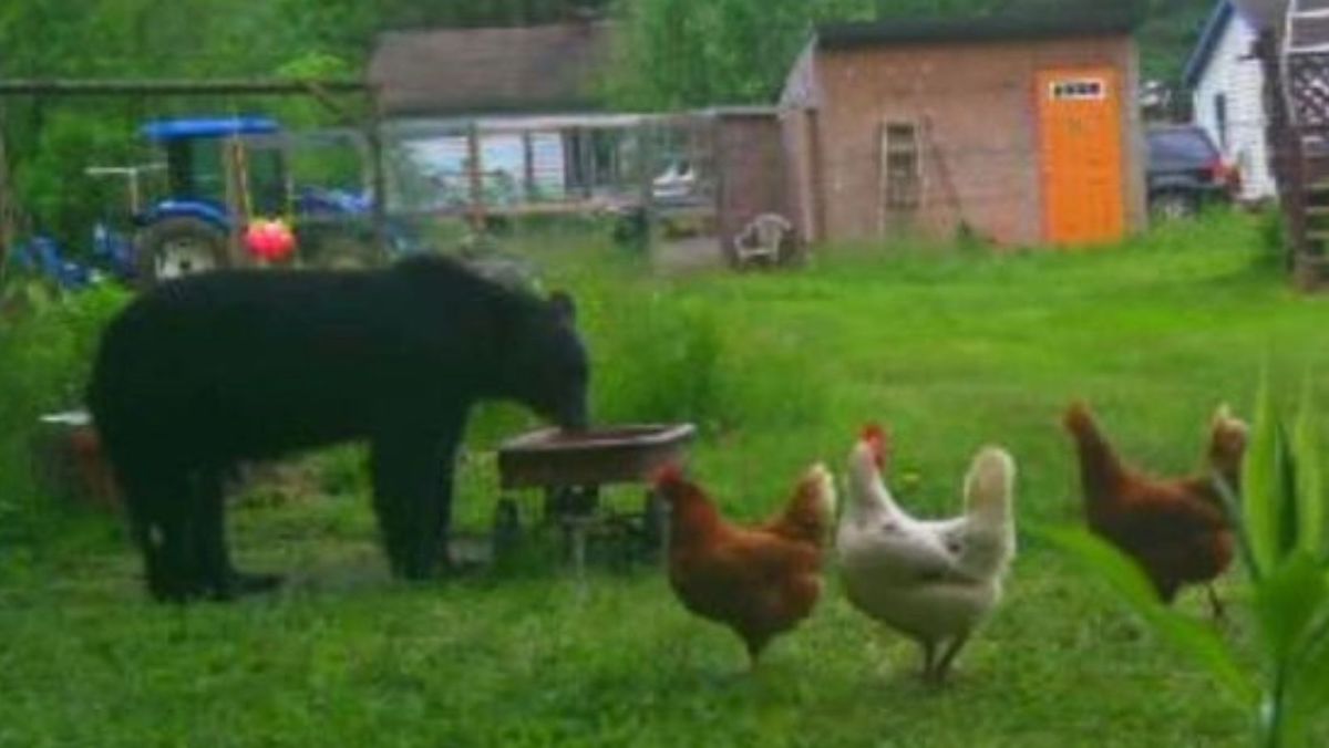 The Funny Farm: Chicken Dramarama 2 – Bitchin' Chickens