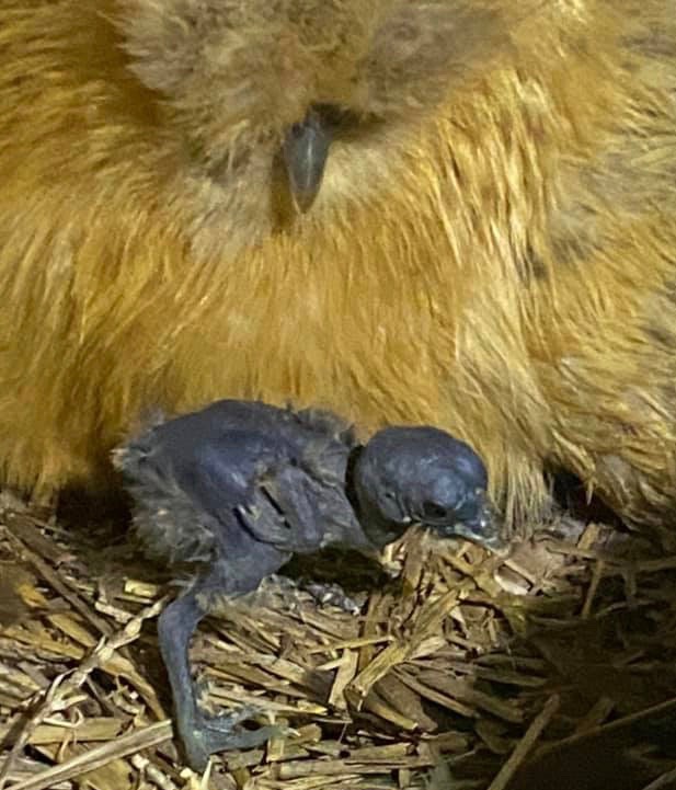 Avian Pathology Cases: 34 Oddities – Bitchin' Chickens