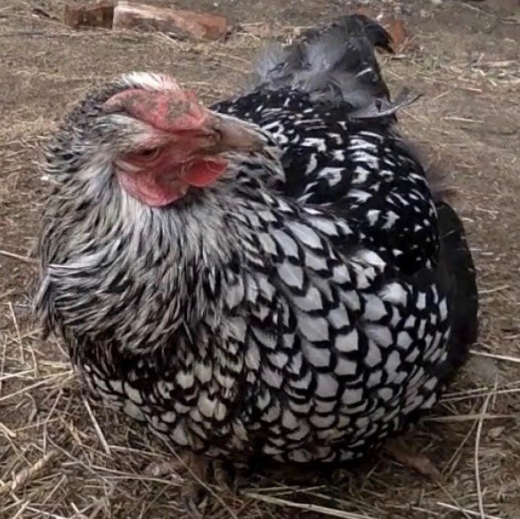 Avian Pathology Cases: 40 Skeletal Deformities In Chickens – Bitchin ...