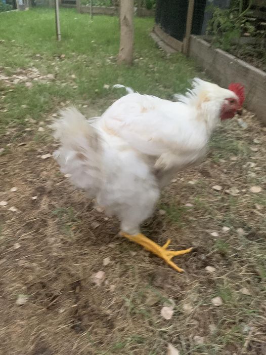 Avian Pathology Cases: 40 Skeletal Deformities In Chickens – Bitchin ...