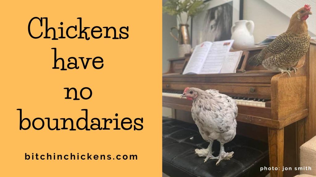 Bitchin’ Chickens Memes: 33 – Bitchin' Chickens