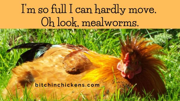 Bitchin’ Chickens Memes: 33 – Bitchin' Chickens