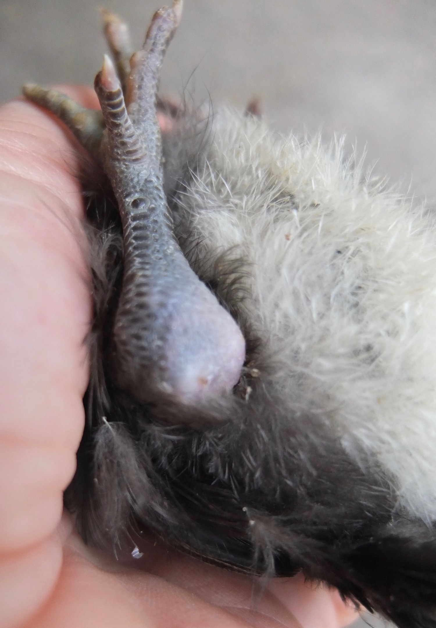 Avian Pathology Cases: 40 Skeletal Deformities In Chickens – Bitchin ...
