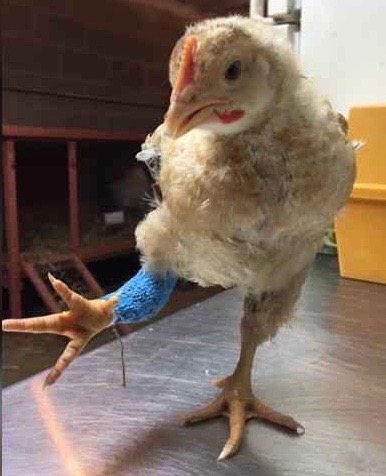Avian Pathology Cases: 40 Skeletal Deformities In Chickens – Bitchin ...