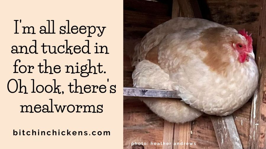 Bitchin’ Chickens Memes: 33 – Bitchin' Chickens