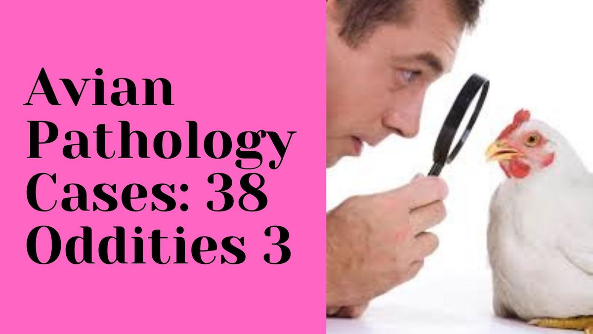Avian Pathology Cases: 38 Oddities – Bitchin' Chickens