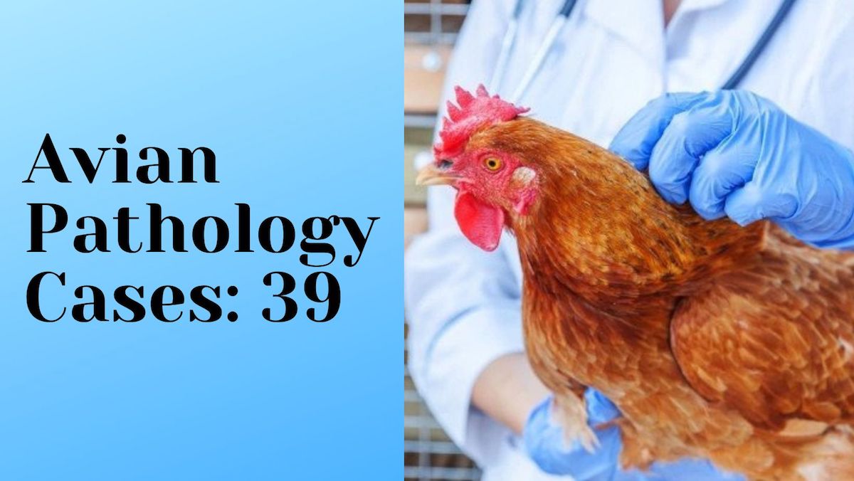 Avian Pathology Cases: 39 – Bitchin' Chickens