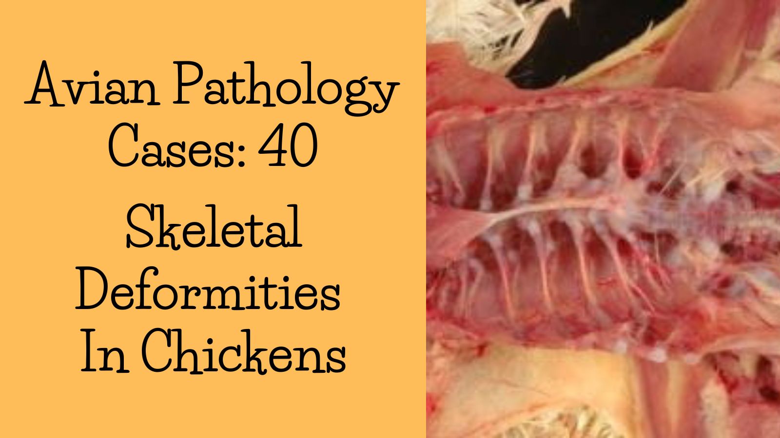 Avian Pathology Cases: 40 Skeletal Deformities In Chickens – Bitchin ...