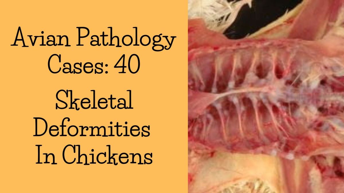 Avian Pathology Cases: 40 Skeletal Deformities In Chickens – Bitchin ...