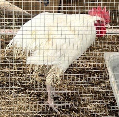 Avian Pathology Cases: 40 Skeletal Deformities In Chickens – Bitchin ...