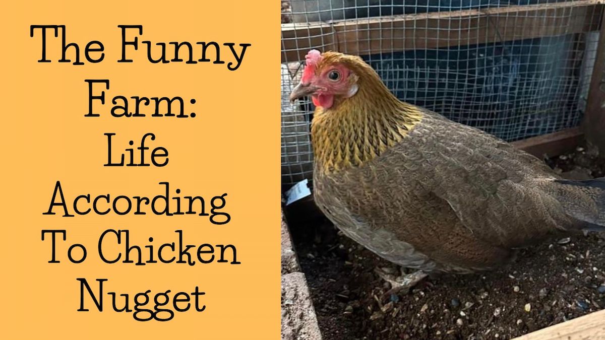 The Funny Farm: Life According To Chicken Nugget – Bitchin' Chickens