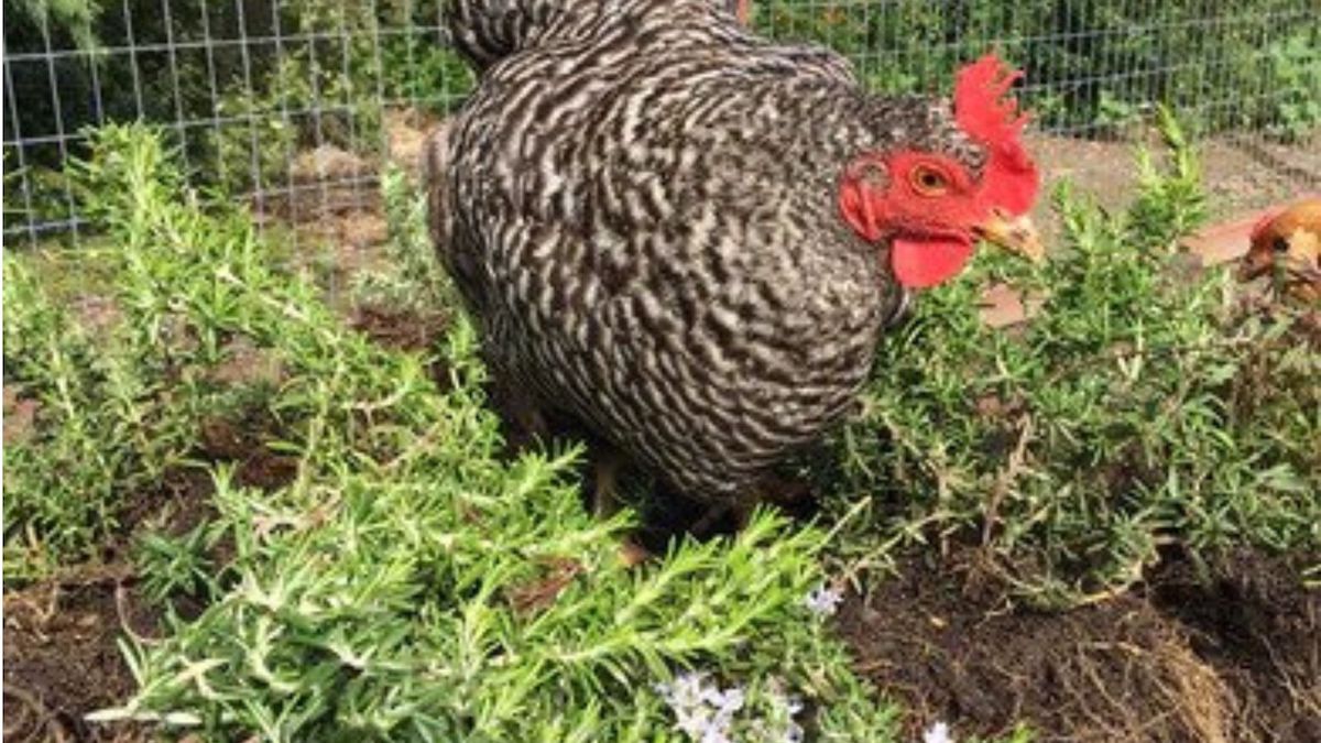 Bitchin' Chickens – Everything You Need To Know About Small Flock ...
