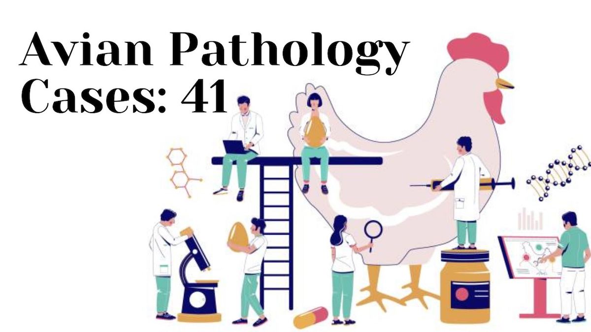 Avian Pathology Cases: 41 Keratin – Bitchin' Chickens