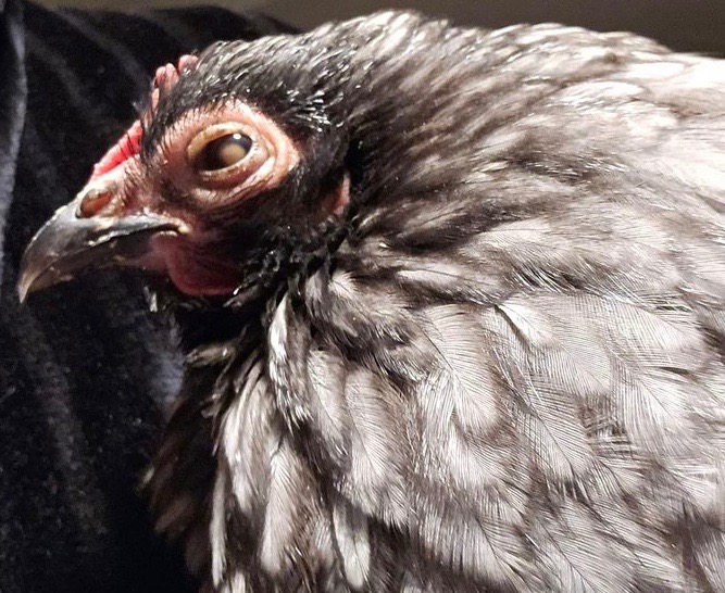 Avian Pathology Cases: 45 Eyes – Bitchin' Chickens