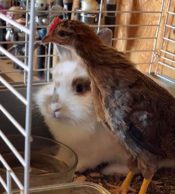 The Funny Farm: Not Just Chickens – Bitchin' Chickens