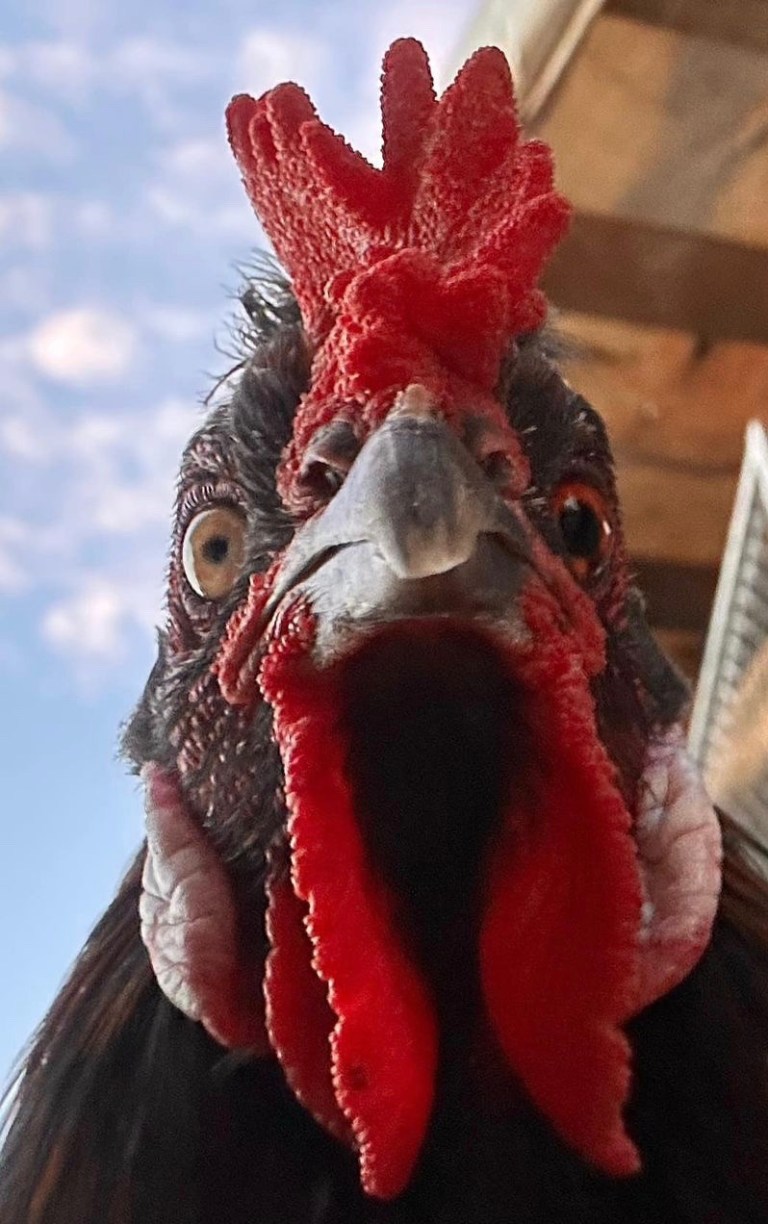 Avian Pathology Cases: 45 Eyes – Bitchin' Chickens