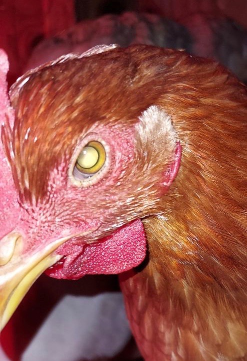 Avian Pathology Cases: 45 Eyes – Bitchin' Chickens