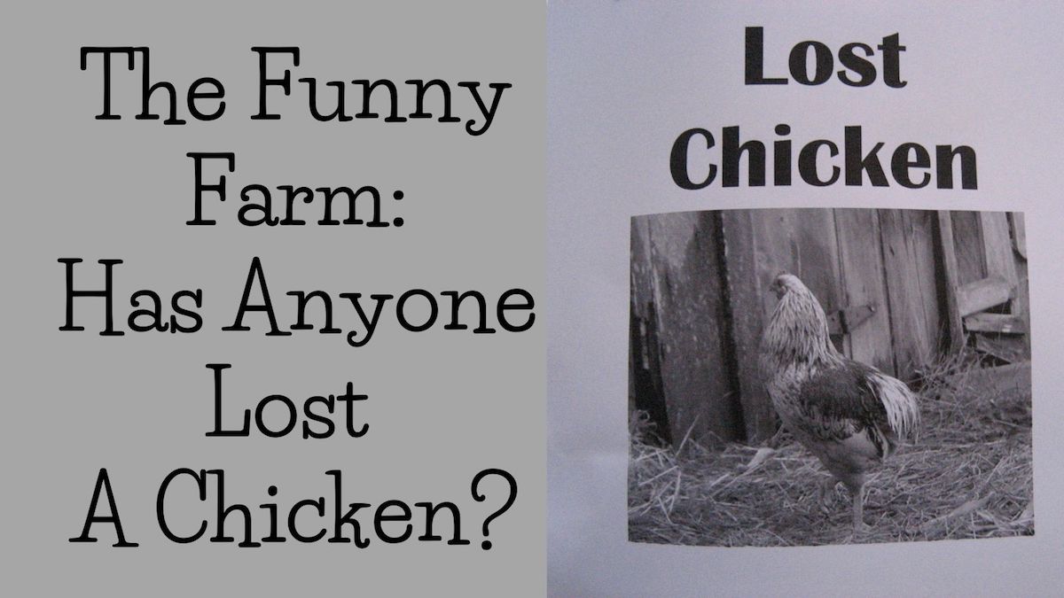 The Funny Farm: Anyone Lost A Chicken? – Bitchin' Chickens
