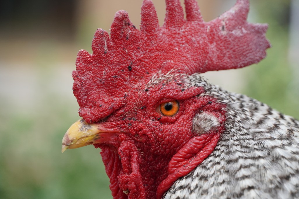 The Sad Fate Of Male Chickens – Bitchin' Chickens