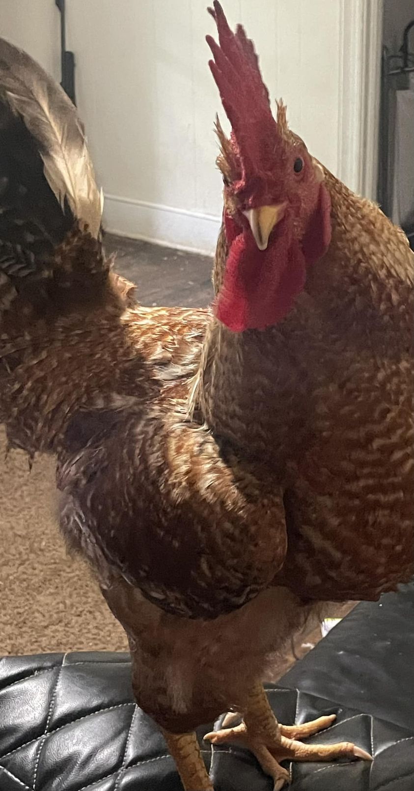 The Funny Farm: Fun With Roosters – Bitchin' Chickens