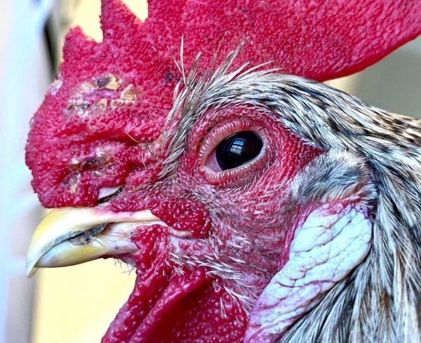 Avian Pathology Cases: 45 Eyes – Bitchin' Chickens