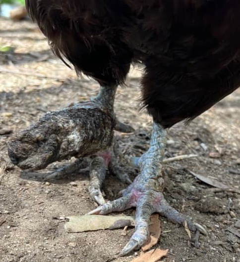 Avian Pathology Cases: 48 – Bitchin' Chickens