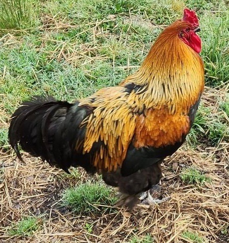 The Funny Farm: Fun With Roosters – Bitchin' Chickens