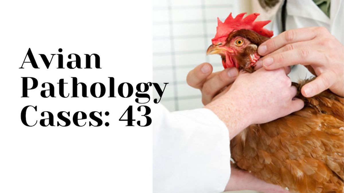 Avian Pathology Cases: 43 – Bitchin' Chickens