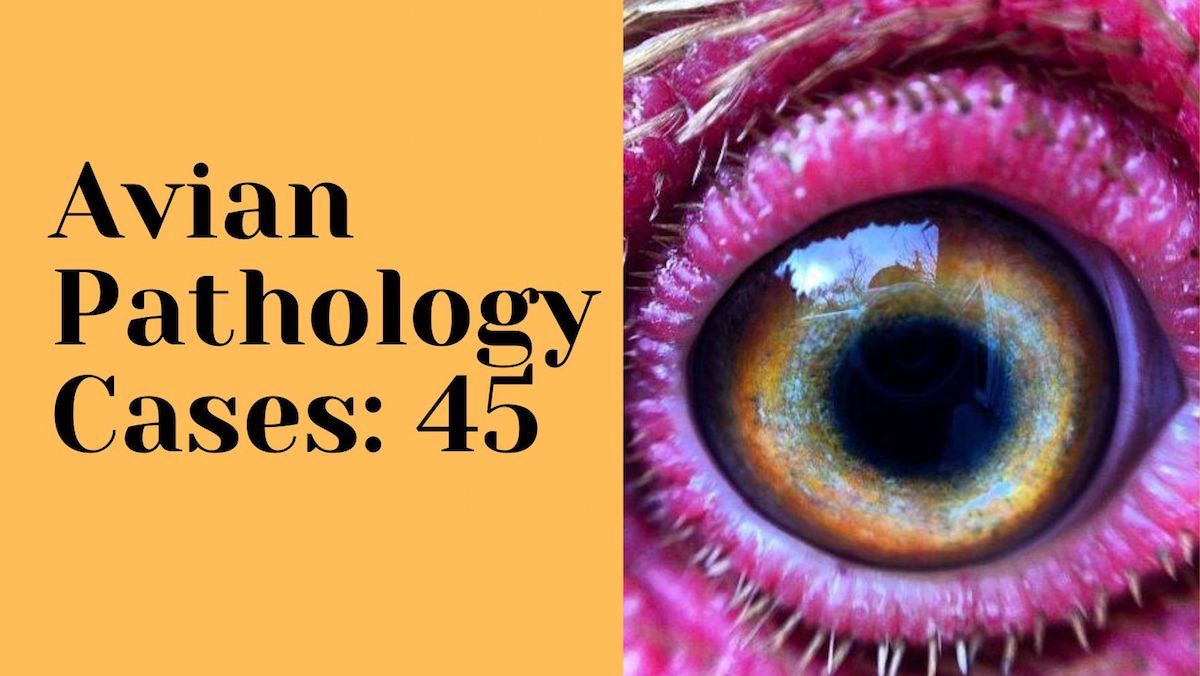 Avian Pathology Cases: 45 Eyes – Bitchin' Chickens