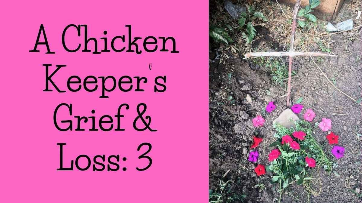 A Chicken Keeper’s Grief & Loss: 3 – Bitchin' Chickens