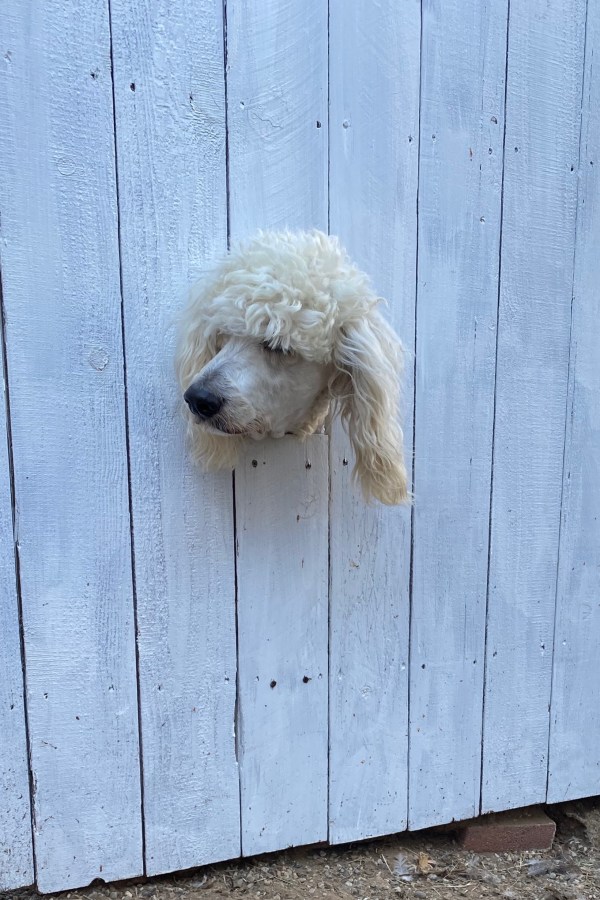 Playhouse Fortress Chicken Coop Conversion – Bitchin' Chickens