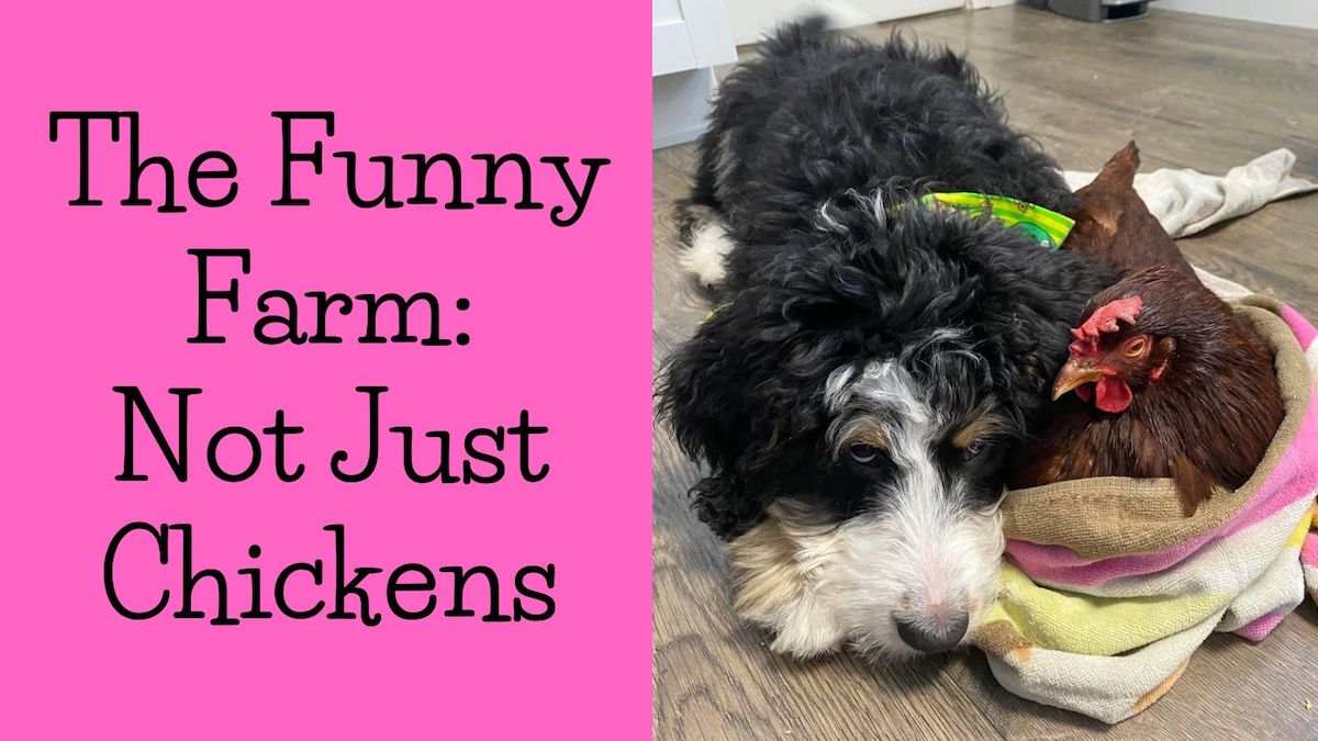 The Funny Farm: Not Just Chickens – Bitchin' Chickens
