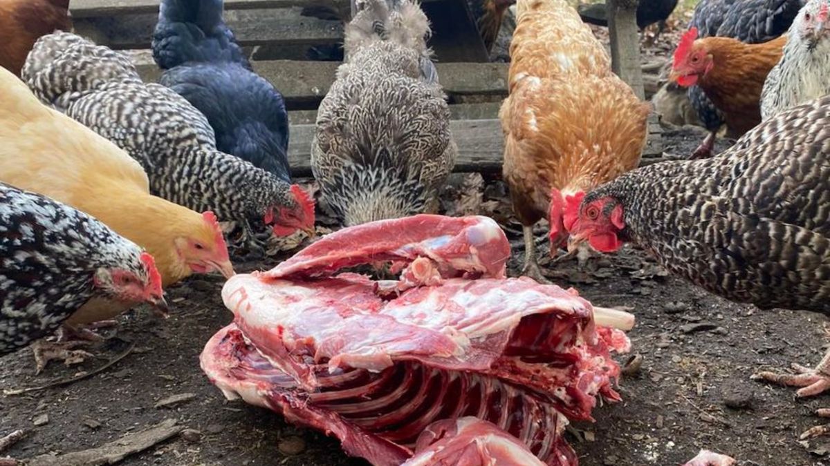 The Funny Farm: Girls Gone Wild – Bitchin' Chickens