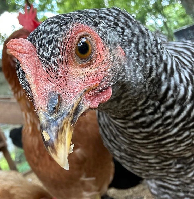 The Funny Farm: Girls Gone Wild – Bitchin' Chickens