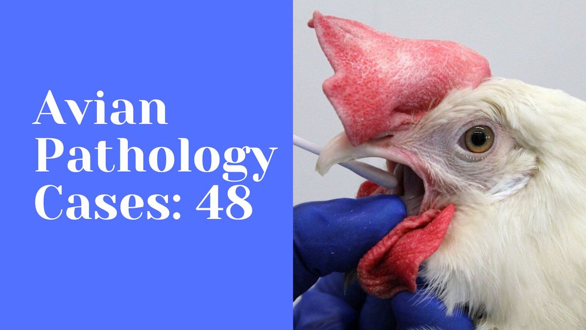 Avian Pathology Cases: 48 – Bitchin' Chickens