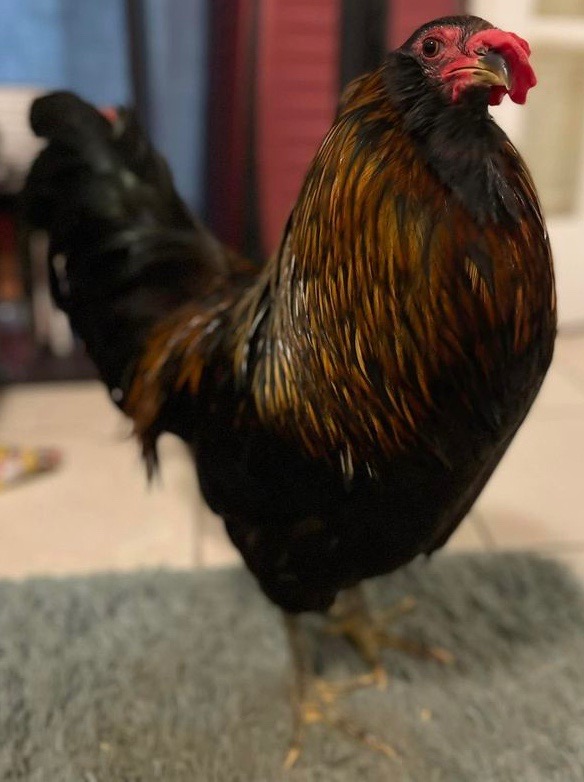 My Chicken Story: Some Roosters Rock – Bitchin' Chickens