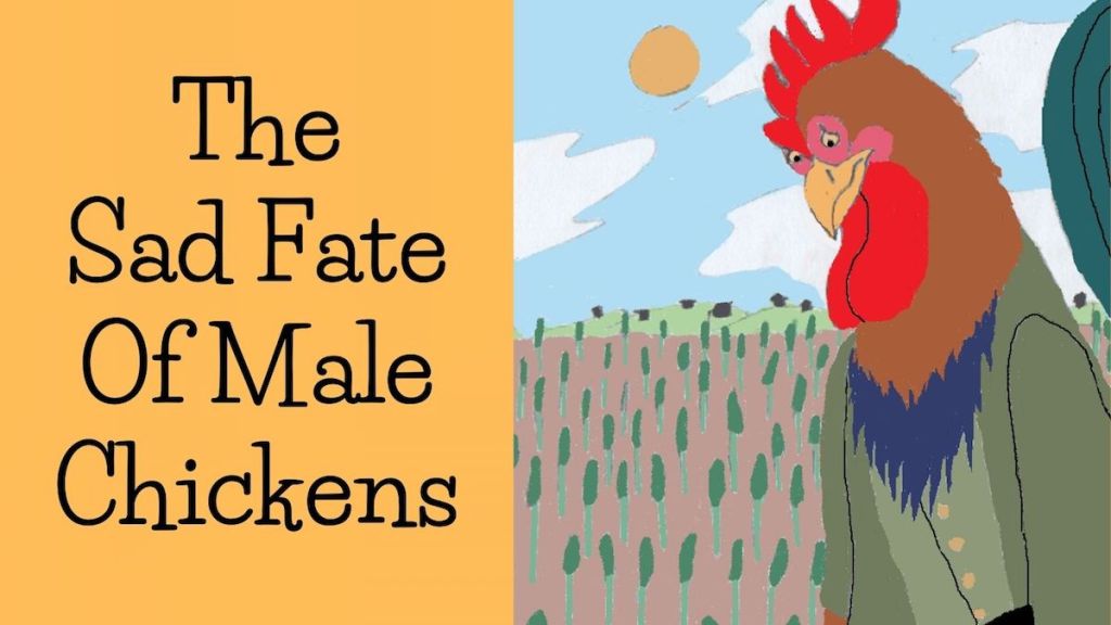 The Sad Fate Of Male Chickens – Bitchin' Chickens