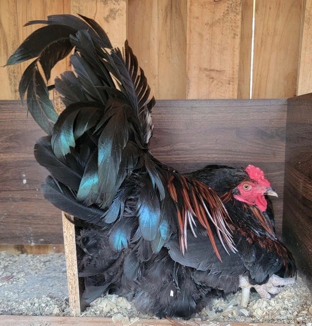My Chicken Story: Some Roosters Rock 2 – Bitchin' Chickens