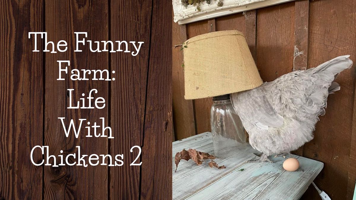 The Funny Farm: Life With Chickens 2 – Bitchin' Chickens