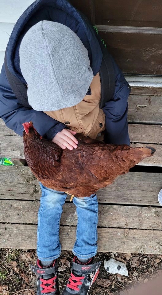 My Chicken Story: The Favourite Hen – Bitchin' Chickens