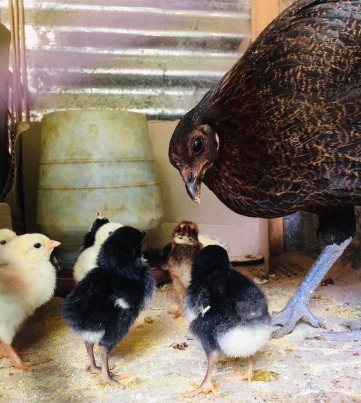 My Chicken Story: The Favourite Hen – Bitchin' Chickens