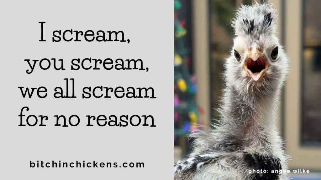 The Funny Farm: Chicken Psychology – Bitchin' Chickens
