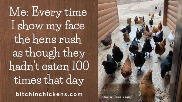 The Funny Farm: Chicken Psychology – Bitchin' Chickens