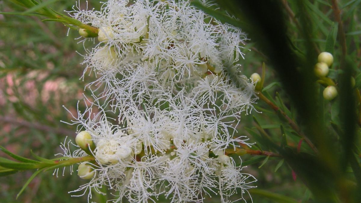 Tea Tree Oil Toxicity In Chickens – Bitchin' Chickens